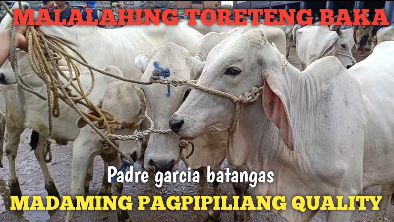 Mga toreteng baka sa Padre Garcia Batangas.. - YouTube