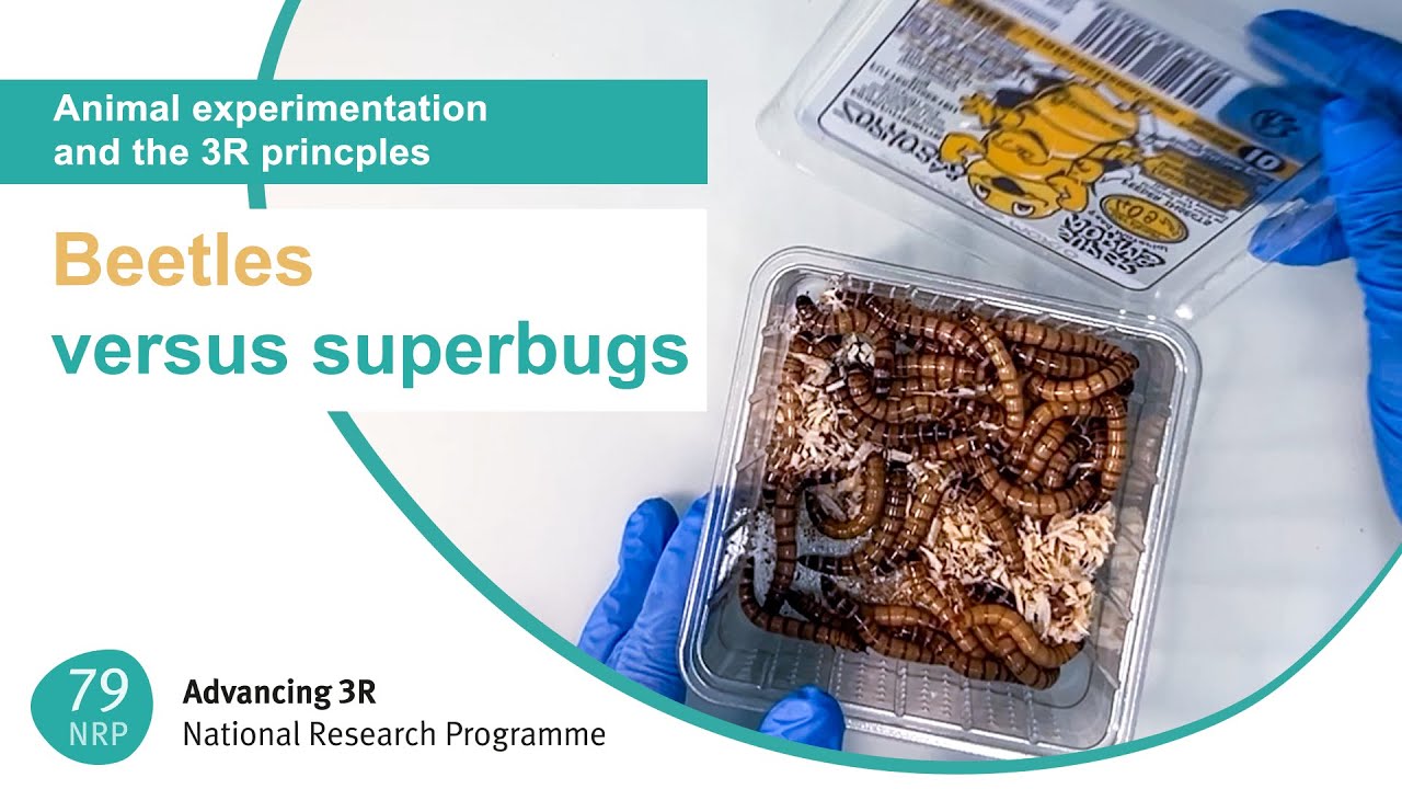 NRP 79 – Advancing 3R: Beetles vs superbugs - YouTube