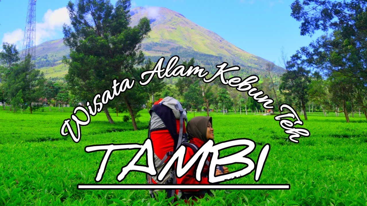Wisata Alam Murah Kebun Teh Tambi #wisata #tambi - YouTube