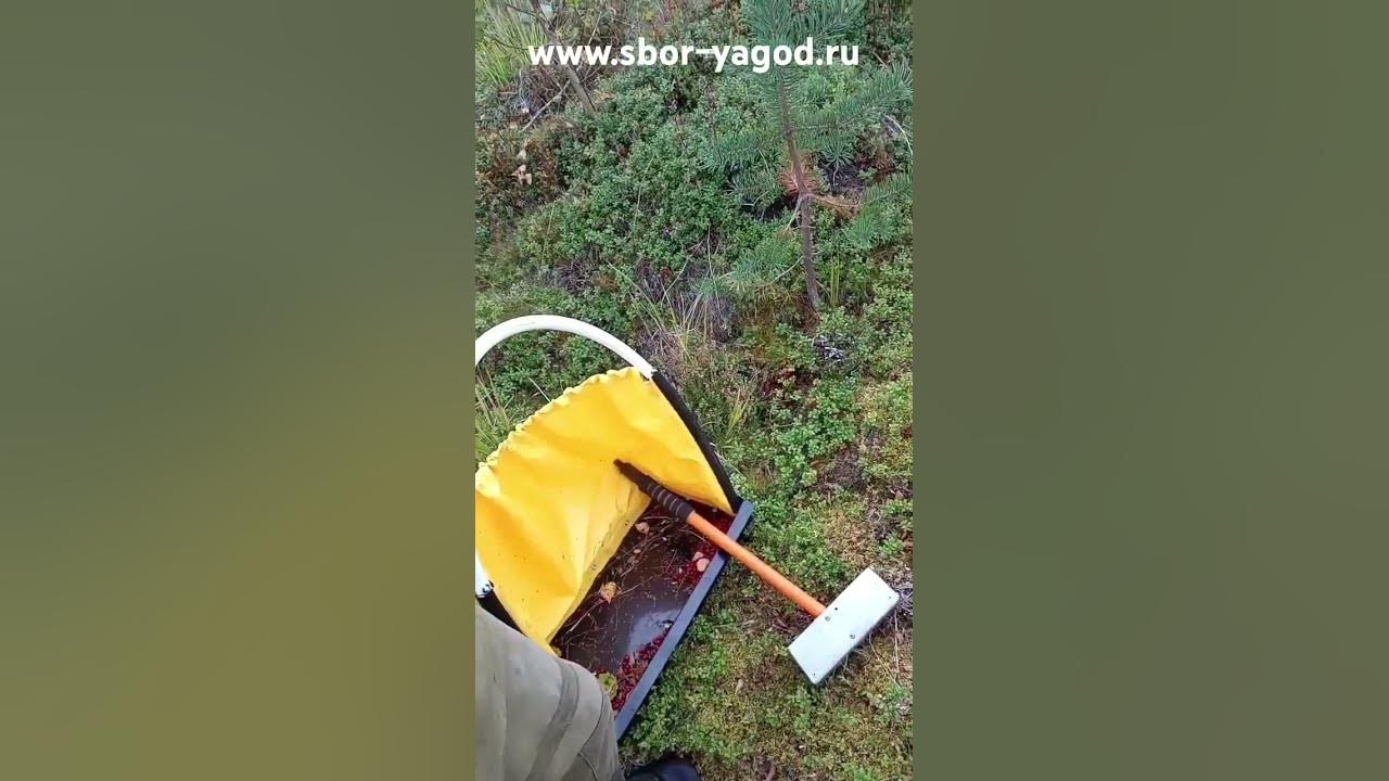 Сбор брусники грабли ловушки. Сбор ягод. - YouTube