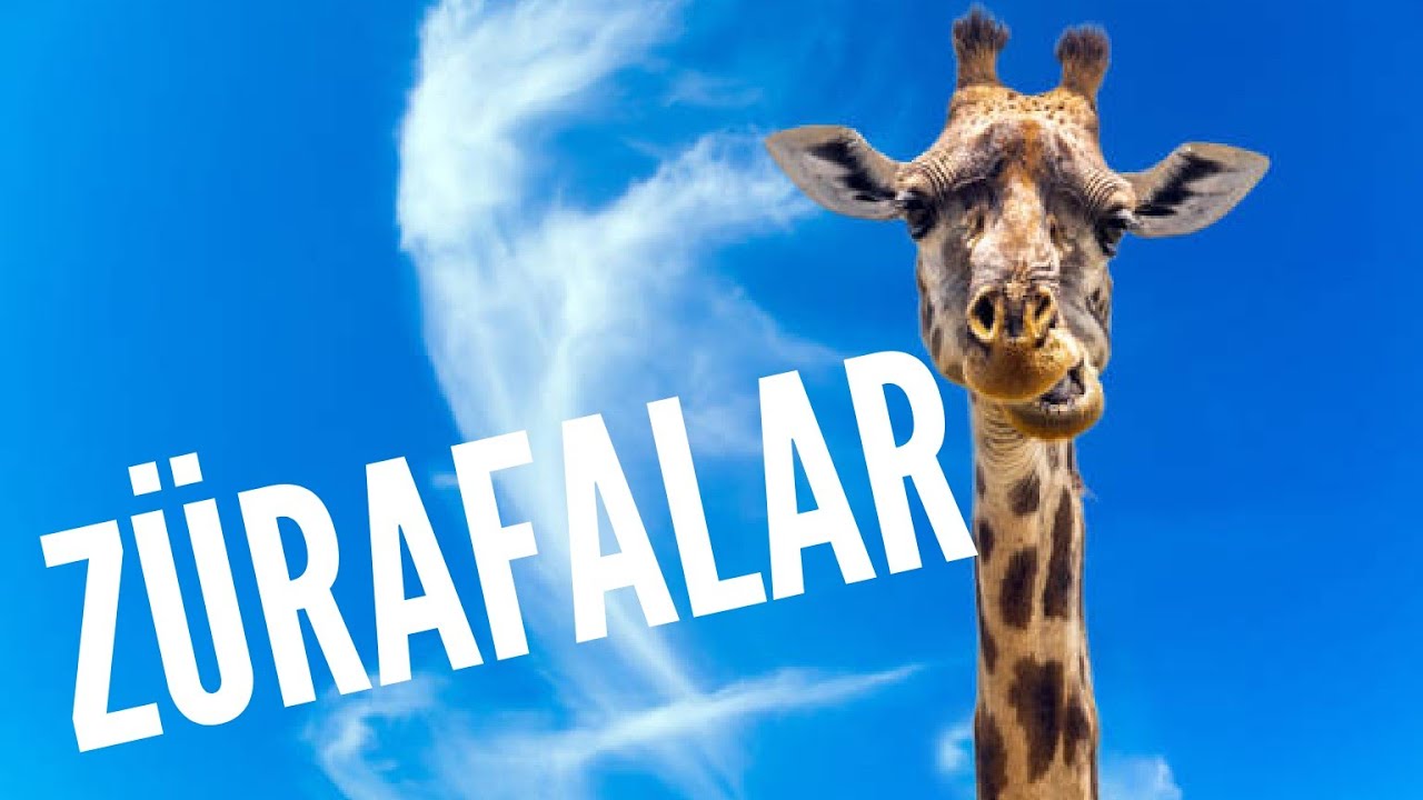 Zürafalar | Afrika Belgeselleri | Zürafa Belgeseli | Hayvan Belgeseli ...