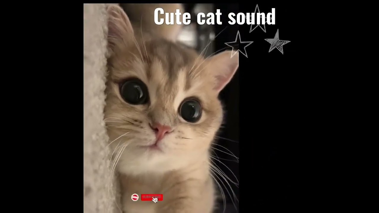 cute cat meowing sound😺😾🥰#short, #catmeowing #catsound - YouTube