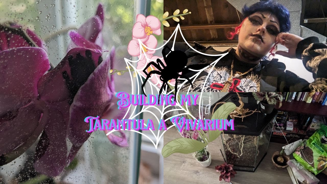 Building a Bioactive Vivarium for my Tarantula - YouTube