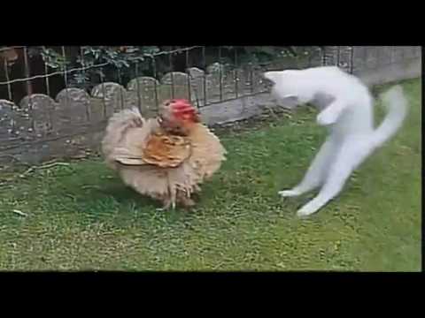 Komik Tavuk Videoları
