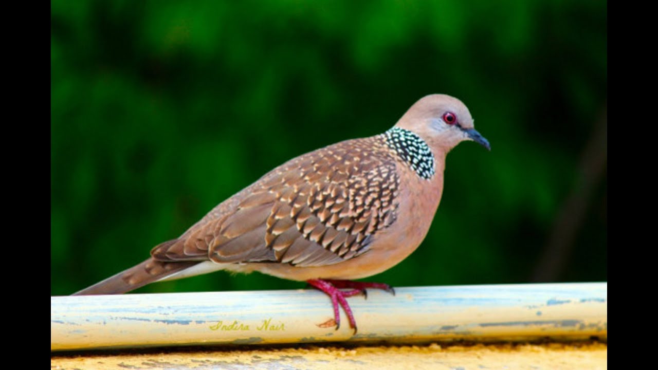 PEARL NECKED PIGEONS - YouTube