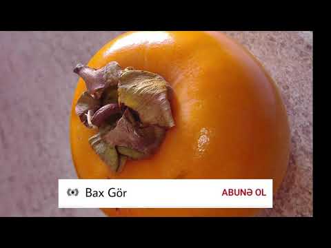 Korolyok və Xirnikin möcüzəli faydaları (Cənnət xurması)