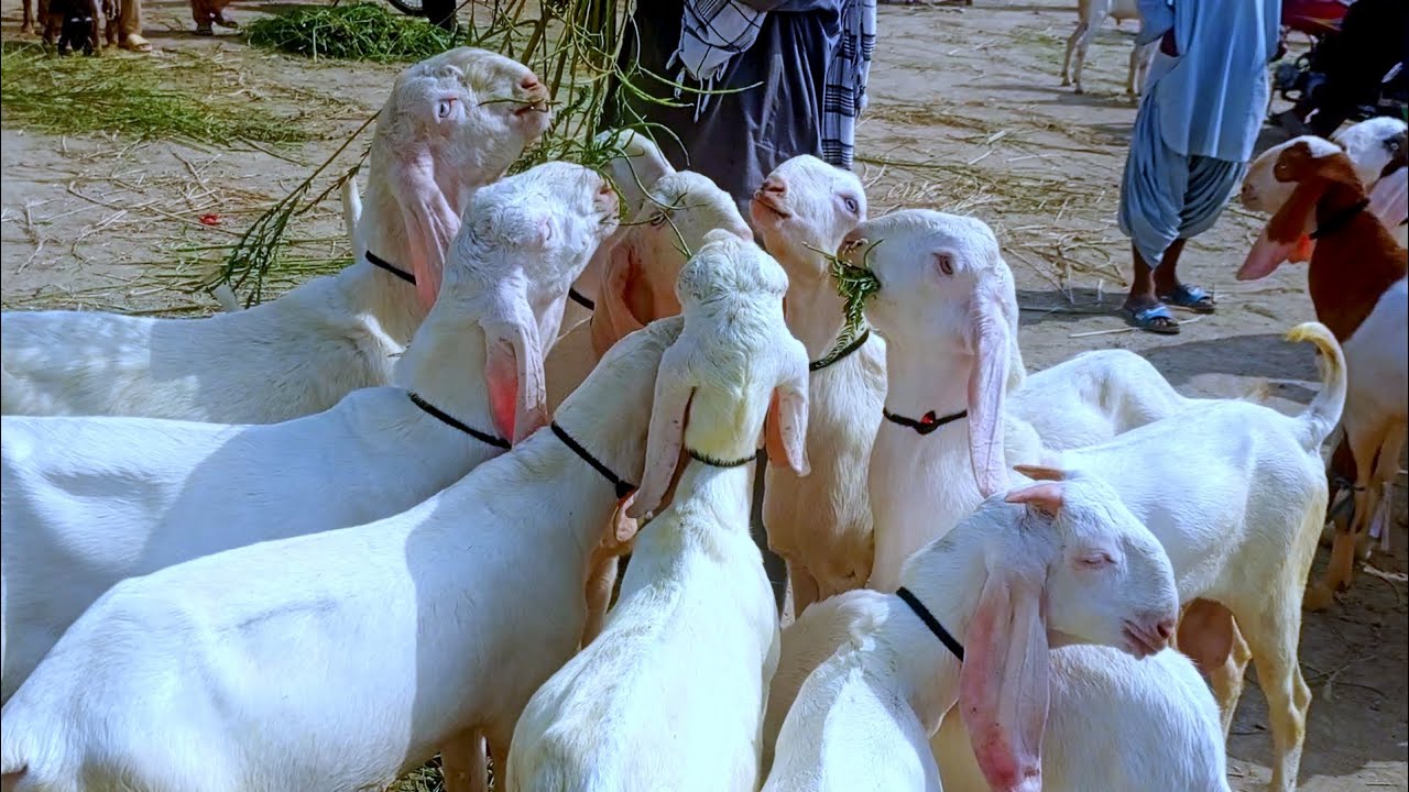 Insider Tips: Bargaining for the Best Rajanpuri Bakra Rate! - YouTube