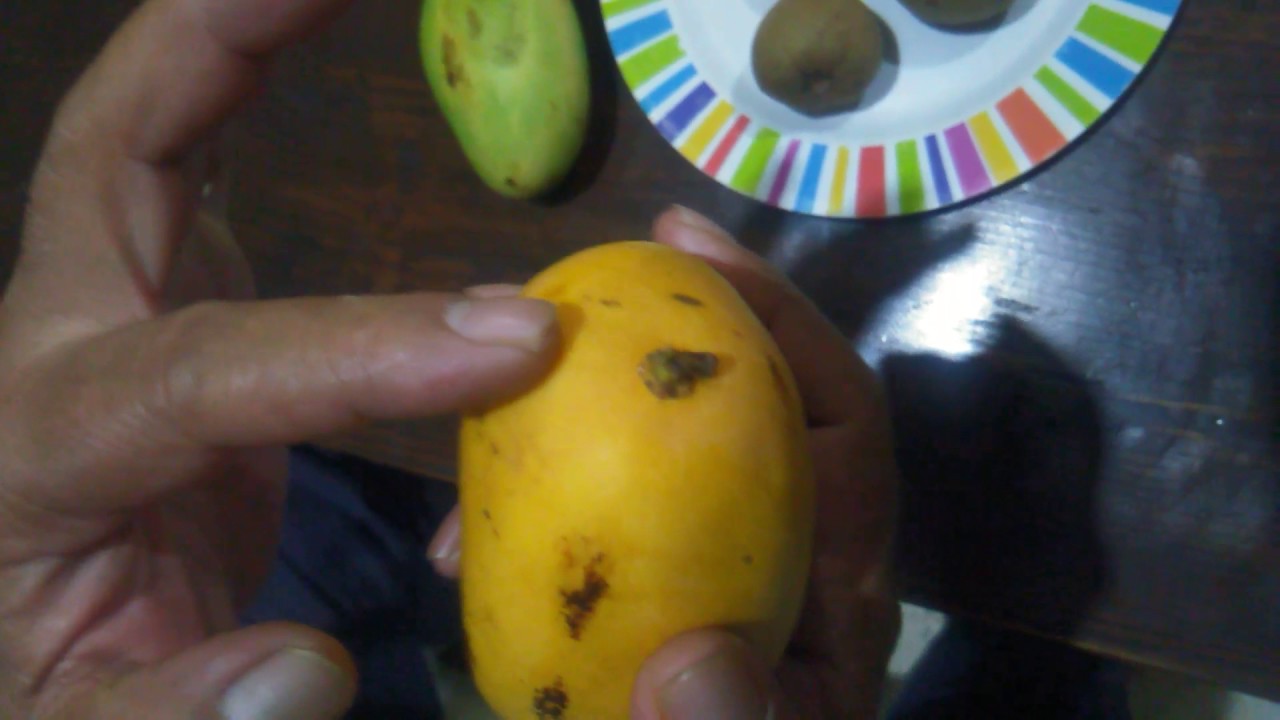 How to select mango and Chico fruits to get seeds for growing - YouTube