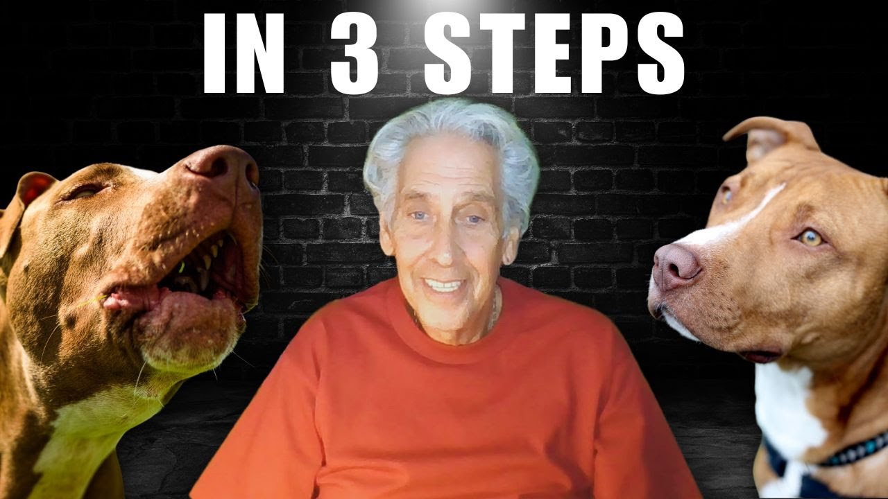Socializing a Reactive Dog in 3 Steps - YouTube