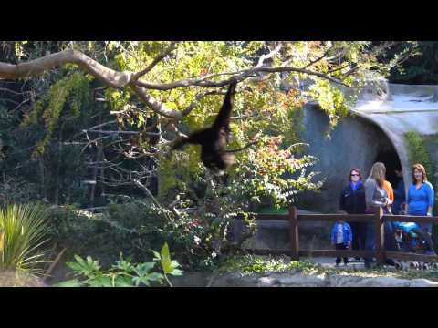 Gibbon swinging through the trees very fast.