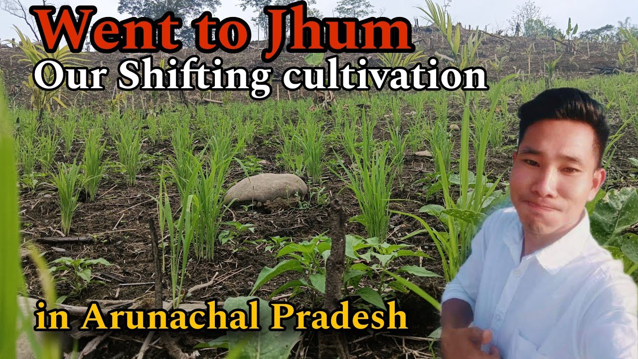 Exploring our Jhum | Jhum Cultivation in Northeast | Life in the ...