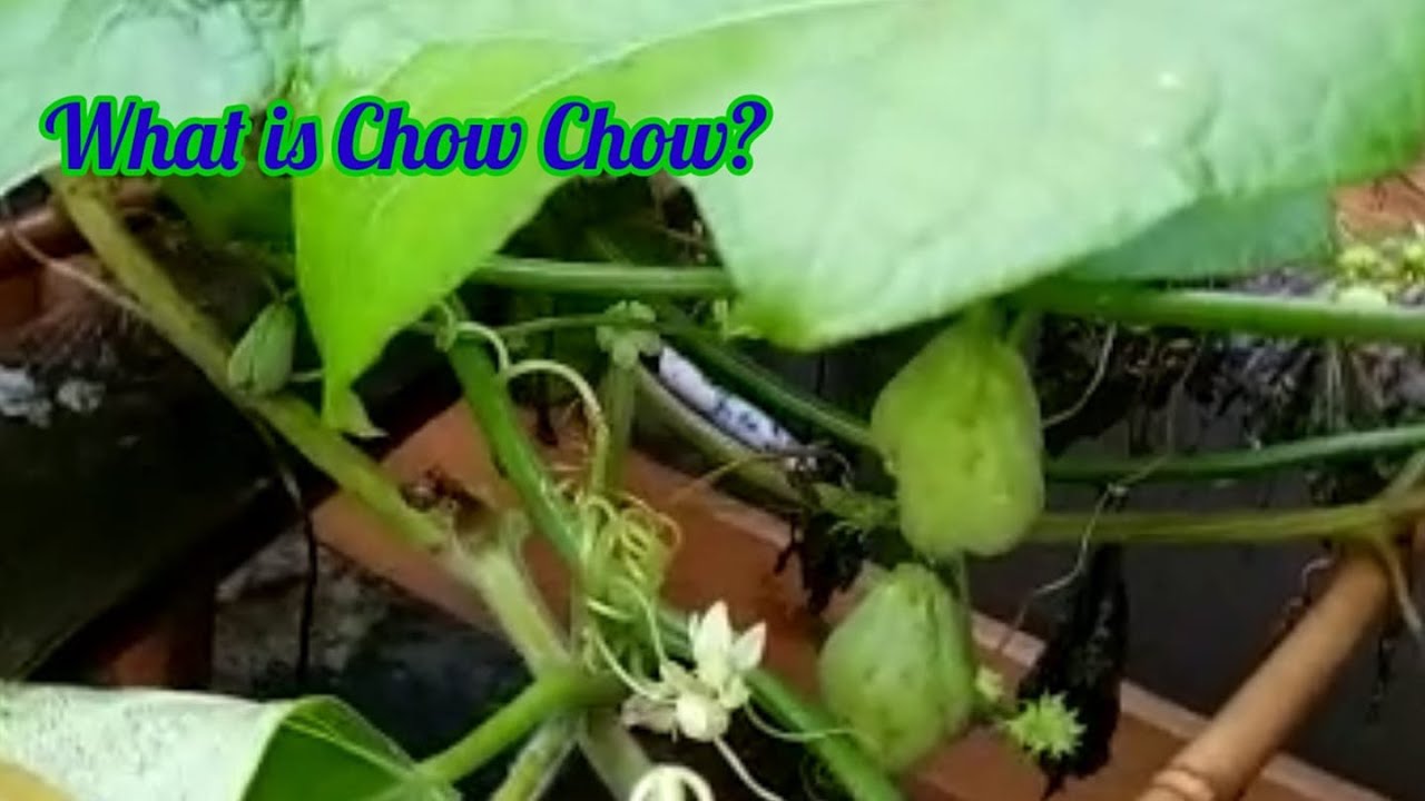 What Does Chow Chow Vegetable Look Like Chow Chow Plant Ruhena what-does-chow-chow-vegetable-look-like-chow-chow-plant-ruhena