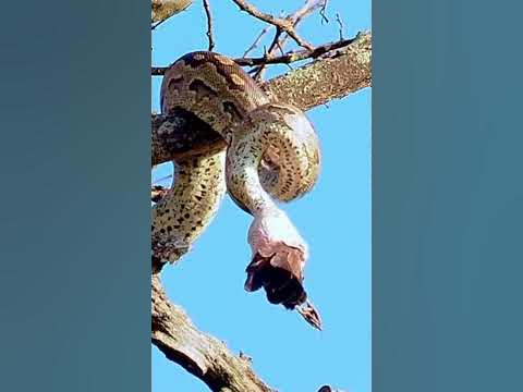 African Rock Python swallow a bird! - YouTube