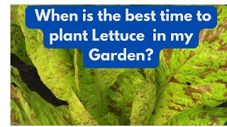 When is the Best Time to  Plant Lettuce in my Garden?