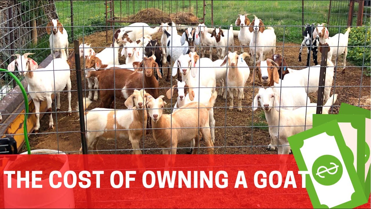 HOW MUCH IT COSTS TO RAISE A GOAT! - YouTube