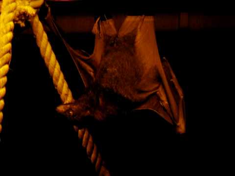 Bat at the Columbus Zoo (breathing) - YouTube