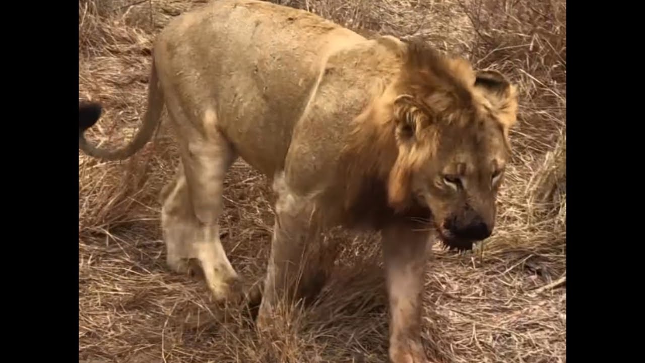 Sons of Mapoza Male Lions on Elephant Carcass | 24 June 2024 - YouTube