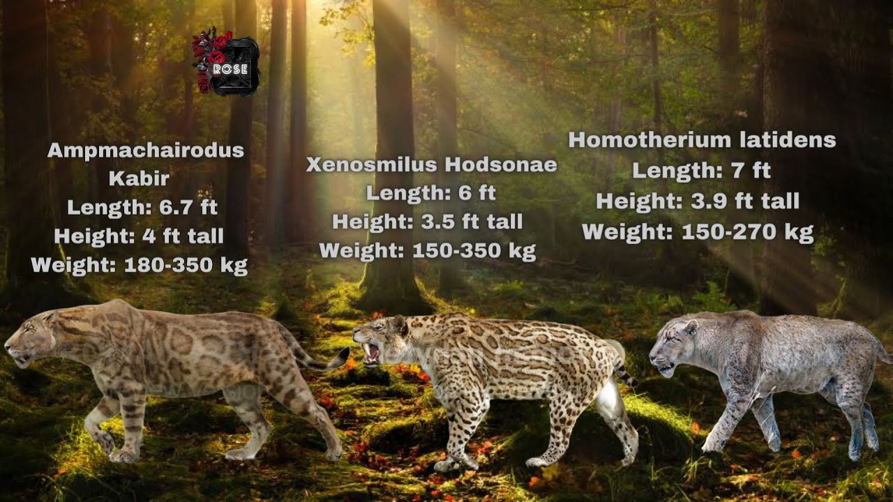 Top biggest Homotherium Cats Comparison - YouTube