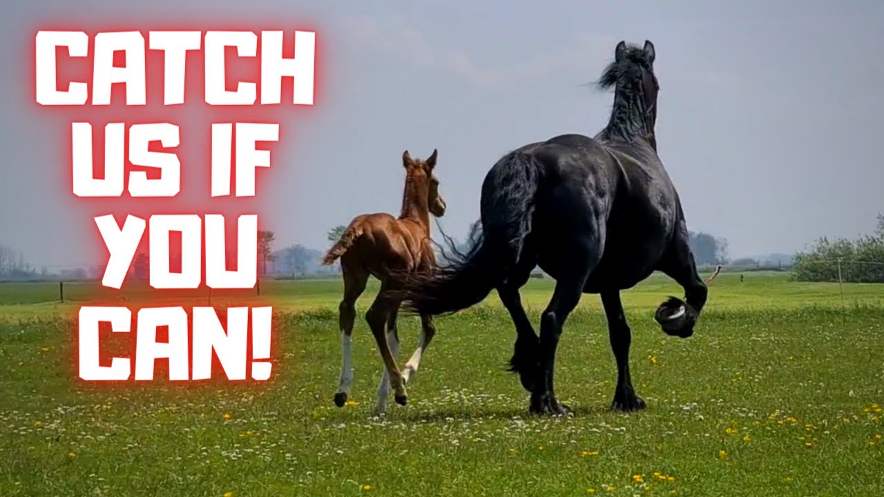 Catch us if you can!! Rising Star JK & Queen👑Uniek | Friesian Horses ...