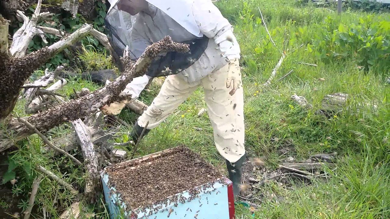 Catching a bee swarm - YouTube