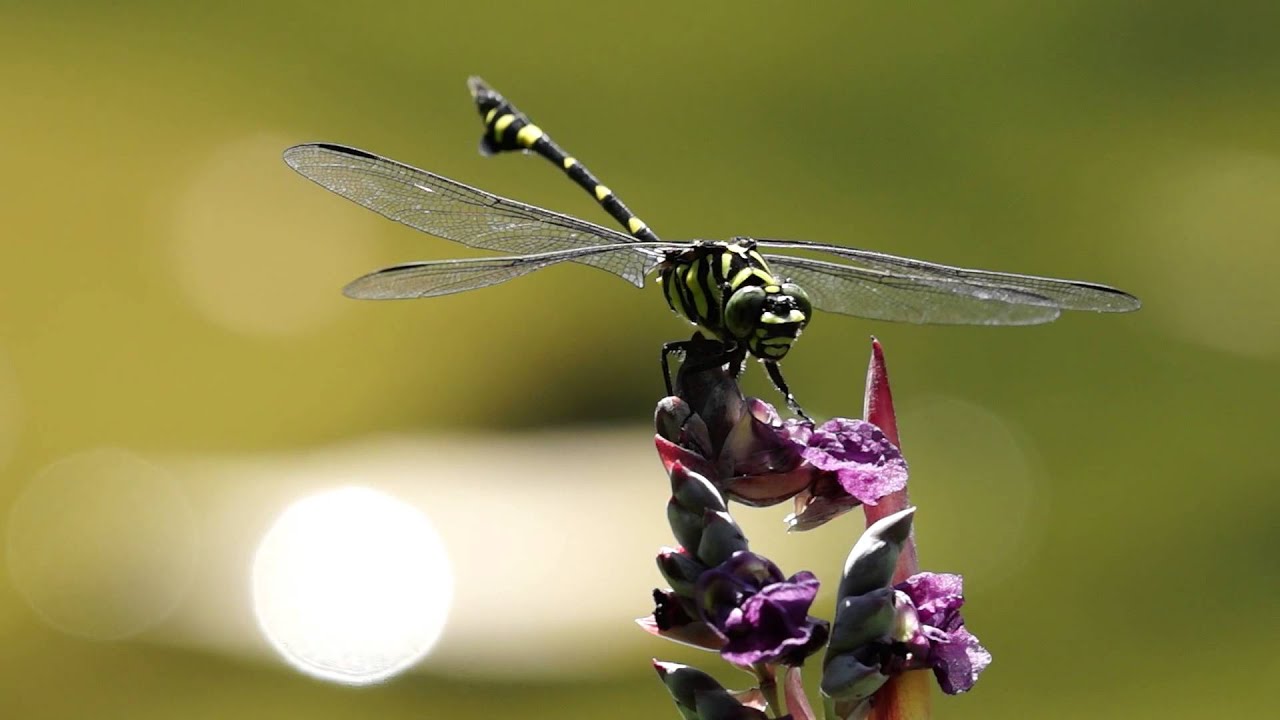 Sony A77 with 70-400mm G 【城門谷 蜻蜓】Dragonfly Capture in Hong Kong ...