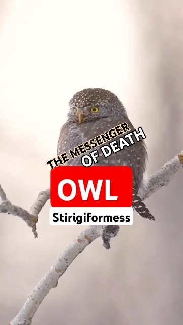 SPIRIT SUMMONING BIRD#shorts #shortsvideo #shortsviral #owl#burunghantu ...