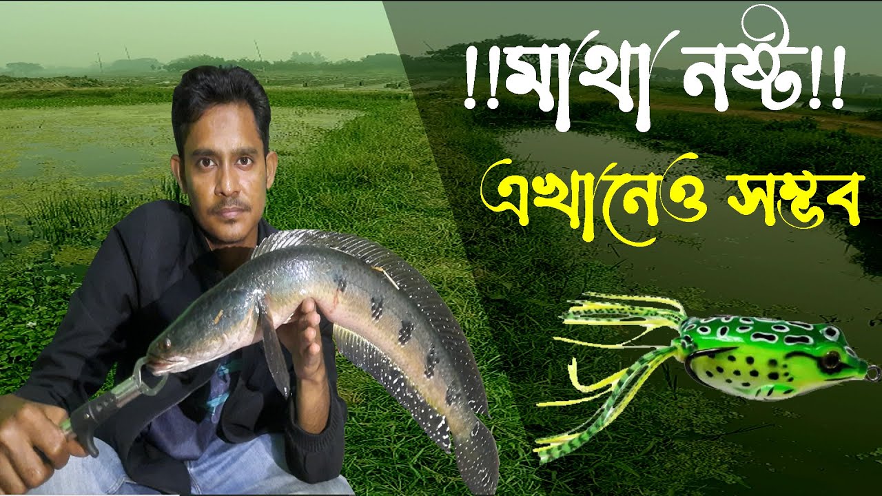 || #snakehead_hunting_by_frog_lure || fishing by frog lure || best ...