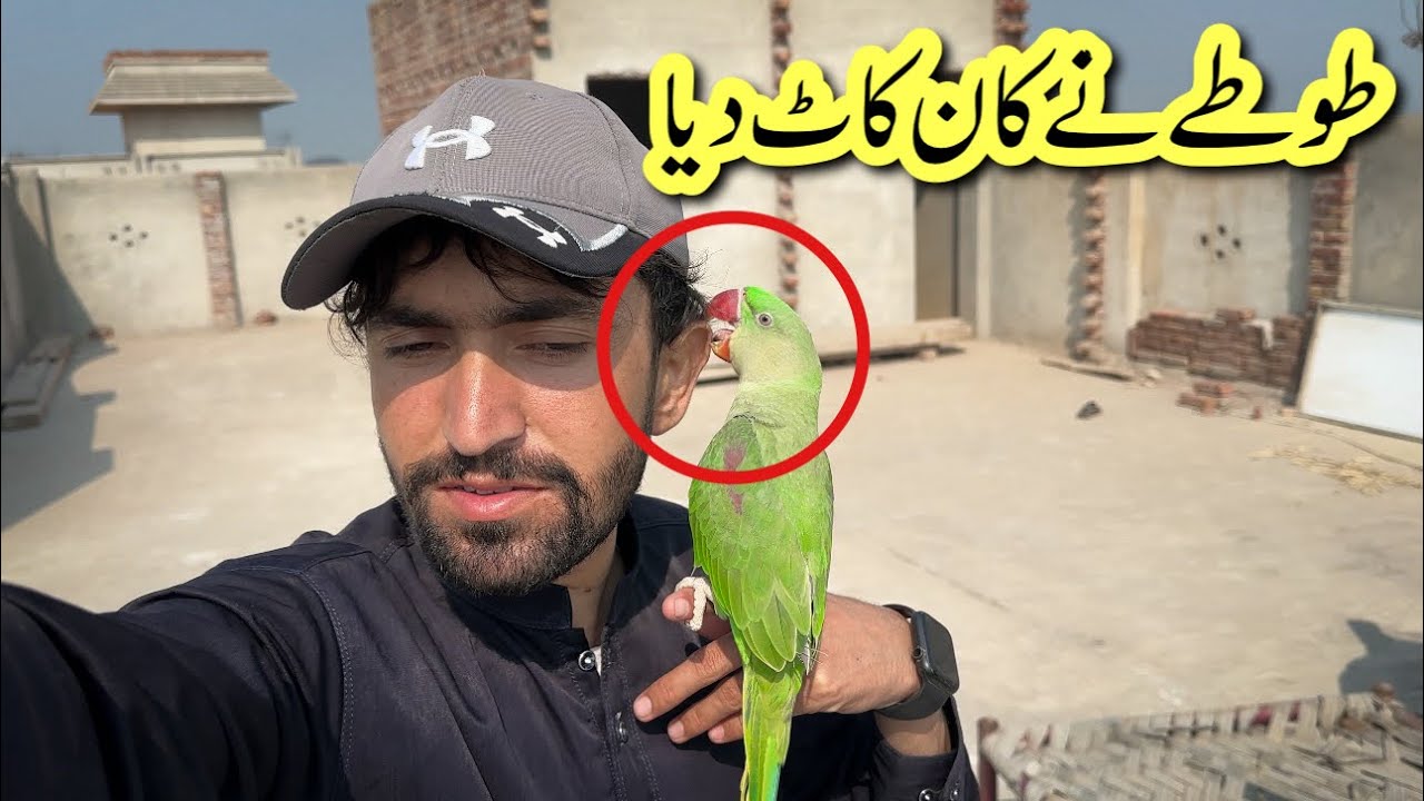 Parrot Ne Kaan Kaat Diya | Pakistan Farming | Beautiful Village Vlog ...