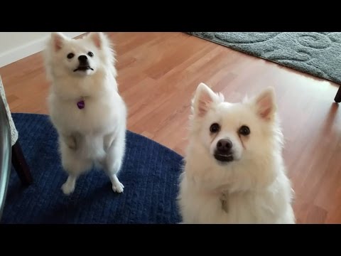 Jack Talk BONUS! Klondike and Sundae /Parody (+EXTRA!) - YouTube