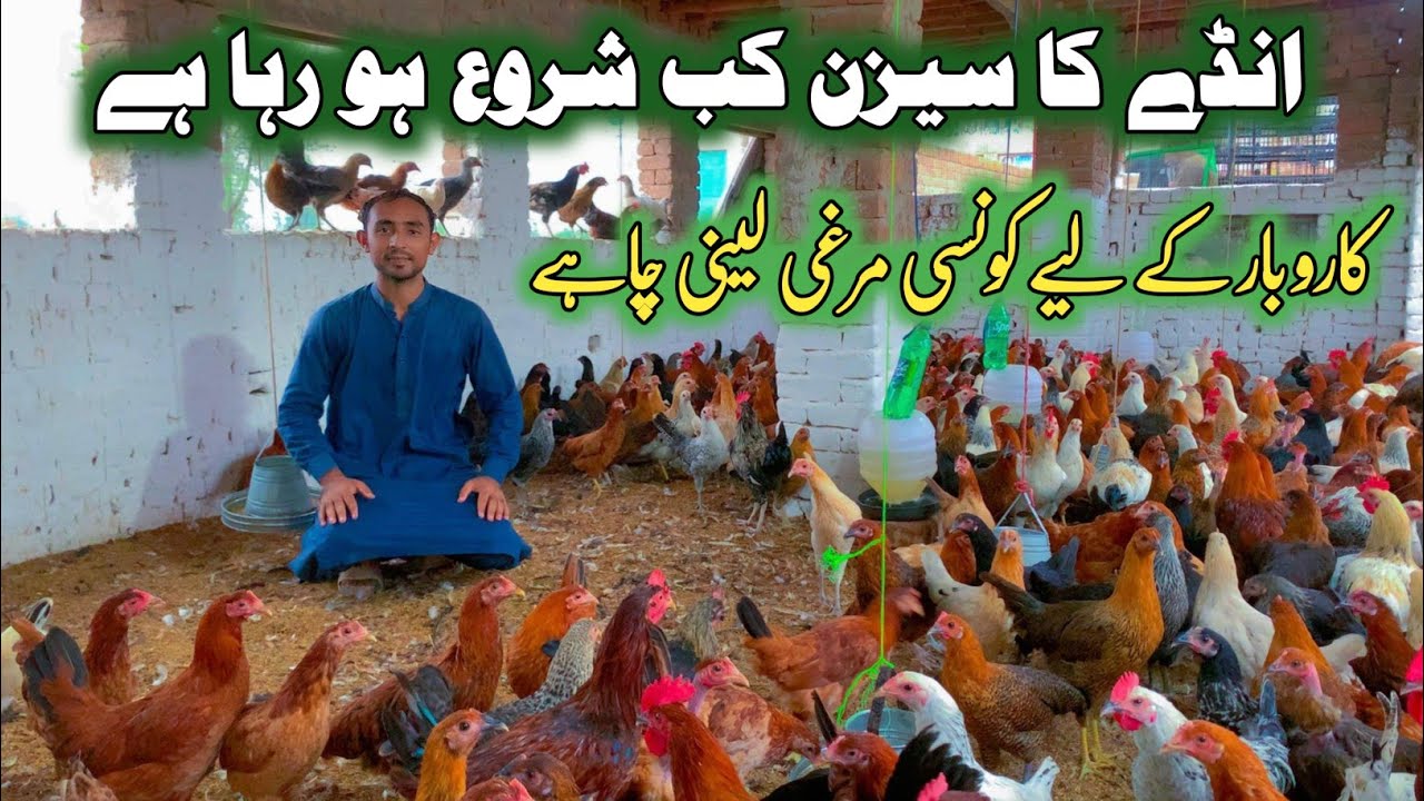 Golden Misri Hens Farming in Pakistan 2025 - YouTube