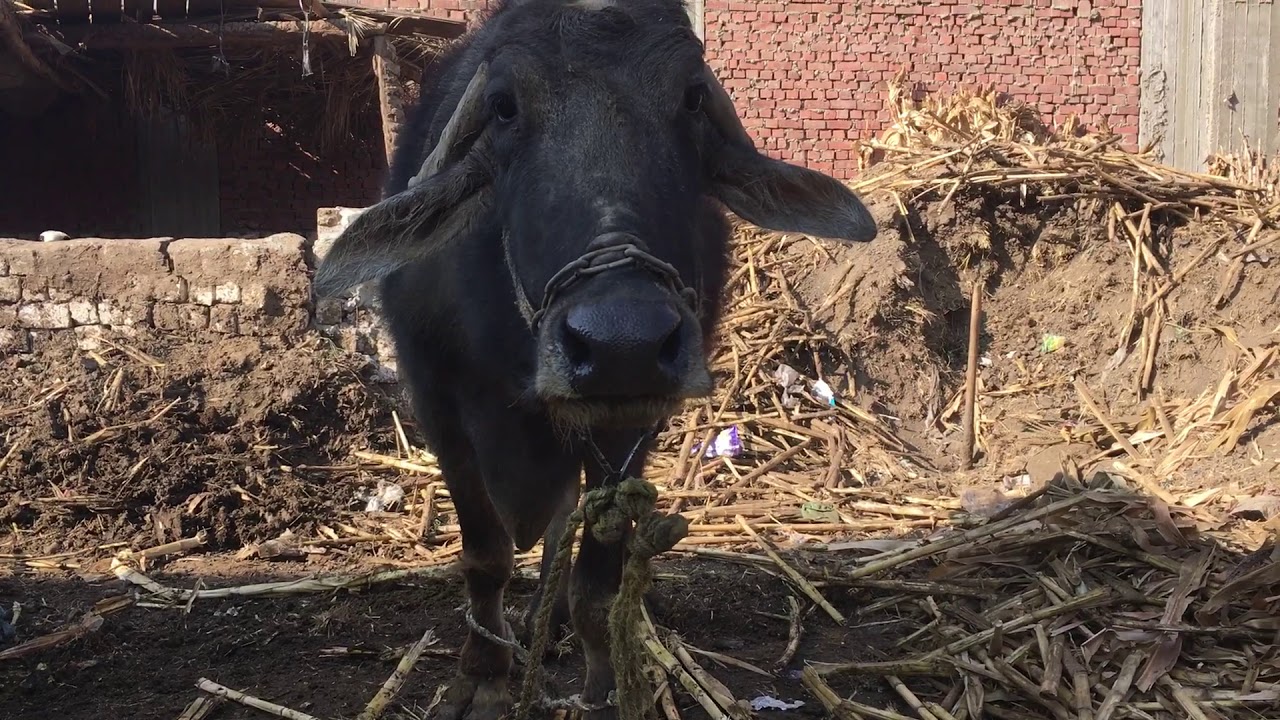 Egyptian buffalo - YouTube