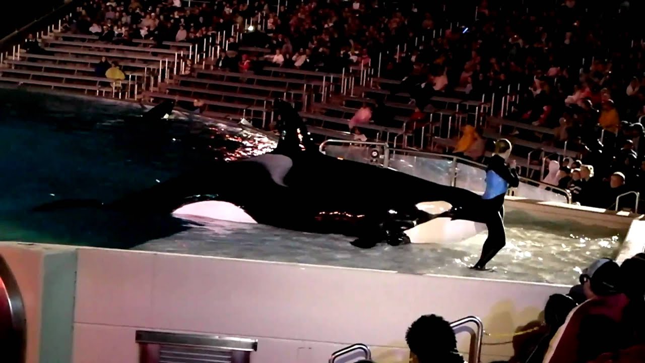 San Diego Sea World -Shamu's Christmas - YouTube