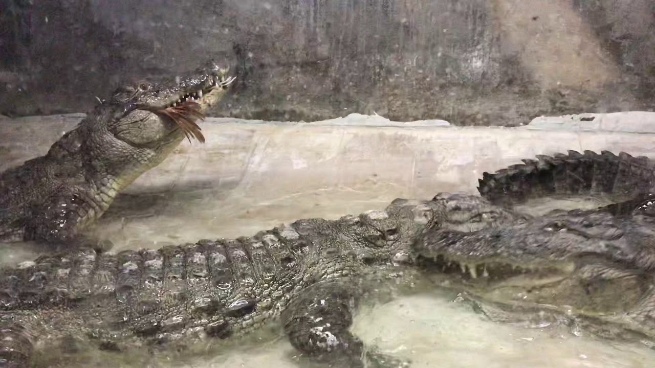 Feeding chicken to Crocodile karachi wildlife experience centre - YouTube