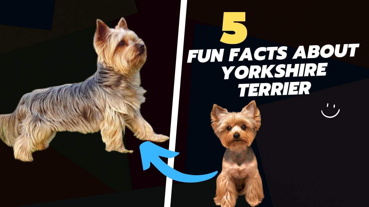 5 fun facts about the Yorkshire terrier dog - YouTube