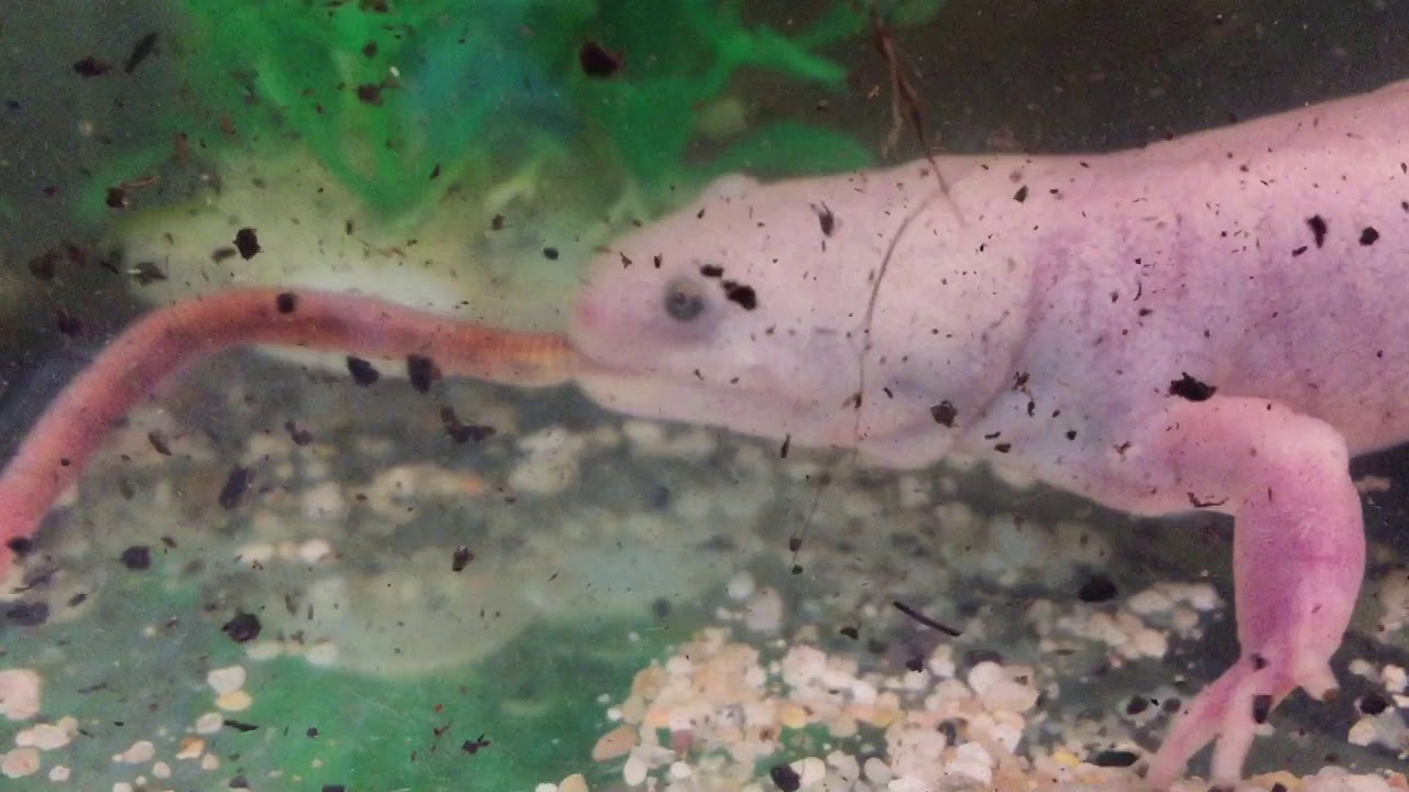 Axolotl Landgänger - Ambystoma mexicanum without gills **100% Clickbait ...