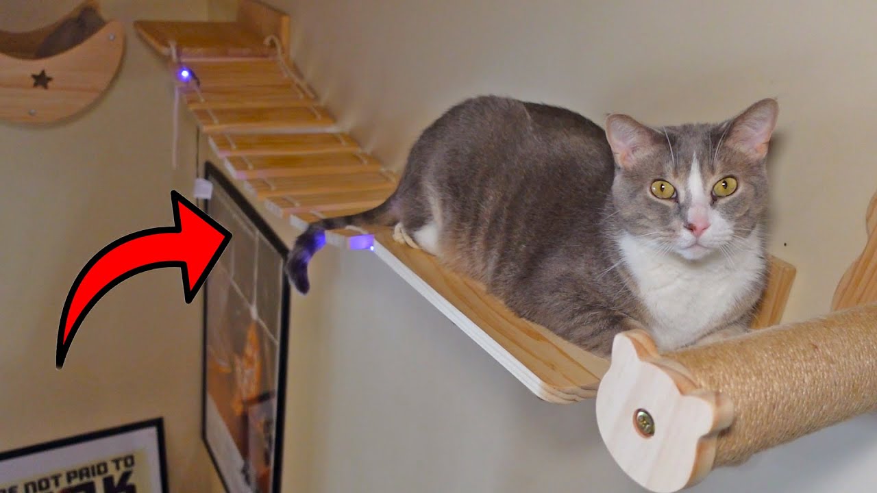 Watch Our Cats Test Out the Coolest Cat Bridge: Honest Review and ...