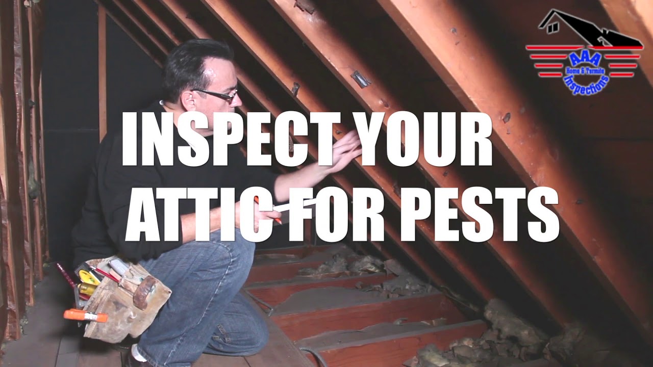 AAA Home & Termite Inspections - Inspect Your Attic - YouTube