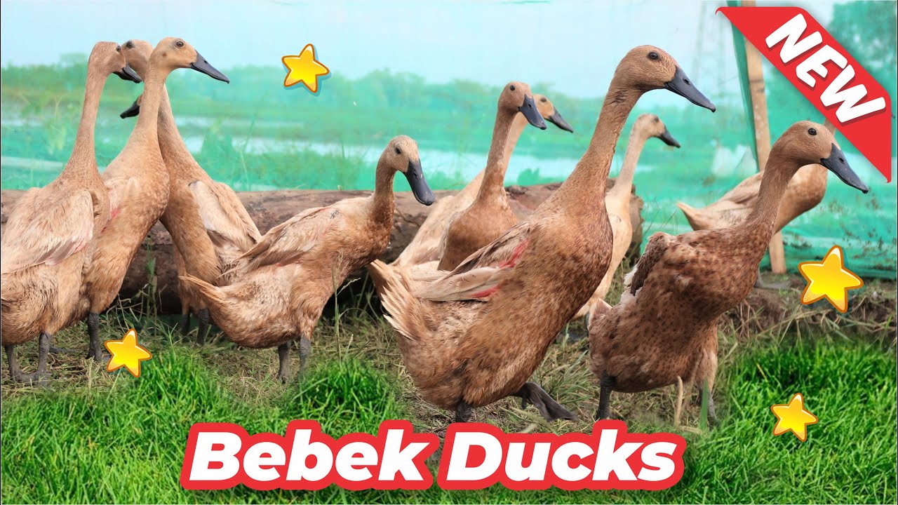 Lagu Bebek Wolu , Lagu Bebek Full , Duck Song Duck , Duck Farm Animal ...