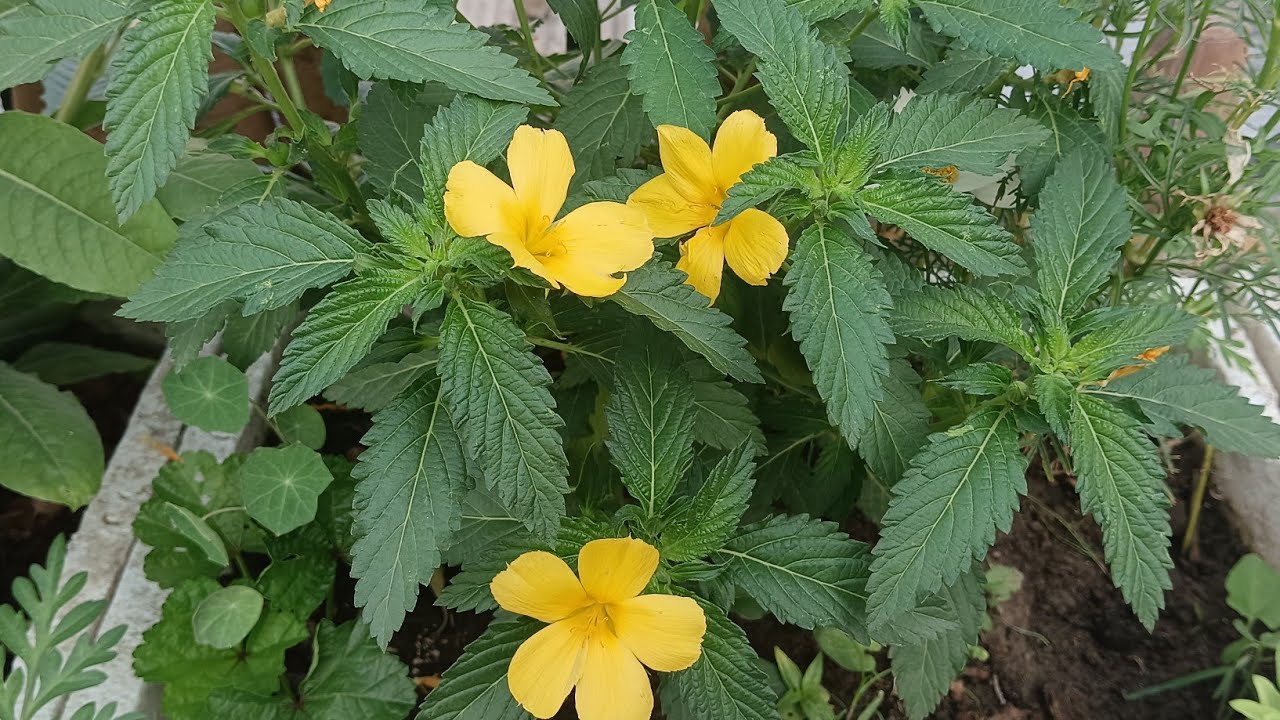 Butter cup summer flowering plants propagation and care # butter cup ...