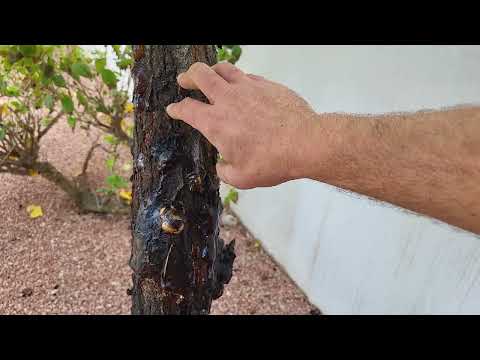 la gomosis o goma en pruno o cualquier arbol por enfermedad o insectos