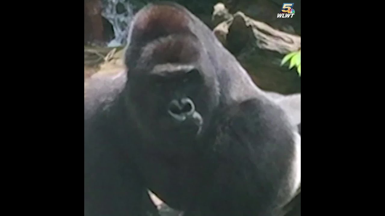 Archives: Harambe the gorilla shot dead when child falls into enclosure ...