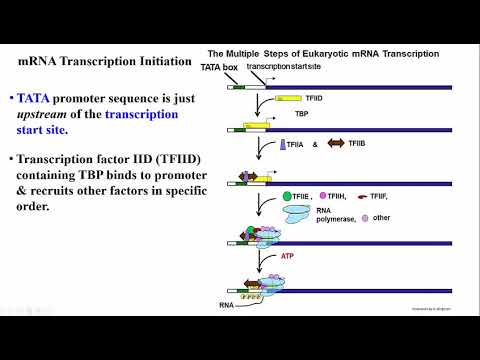 192-2 Eukaryotic mRNA Transcription - YouTube