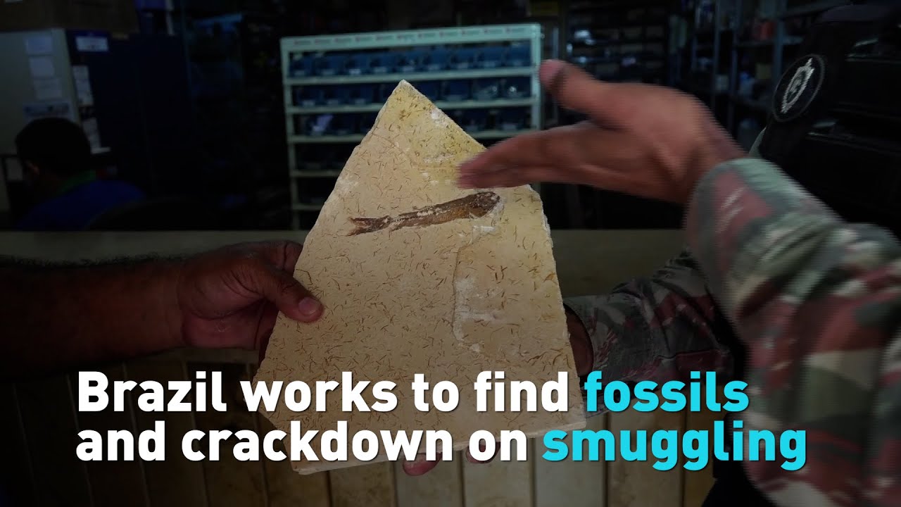 Brazil works to find fossils and crackdown on smuggling - YouTube