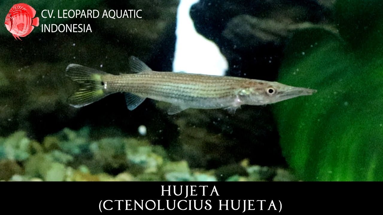 Ctenolucius hujeta THE ADORABLE HUJETA. (Leopard Aquatic C048A) - YouTube