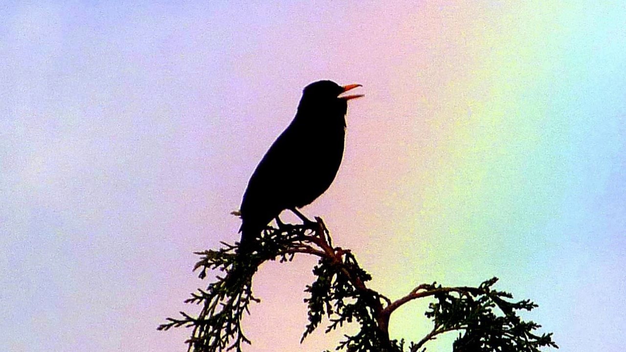 Blackbird Singing and Nature Sounds for Meditation and Relaxation - 15 ...