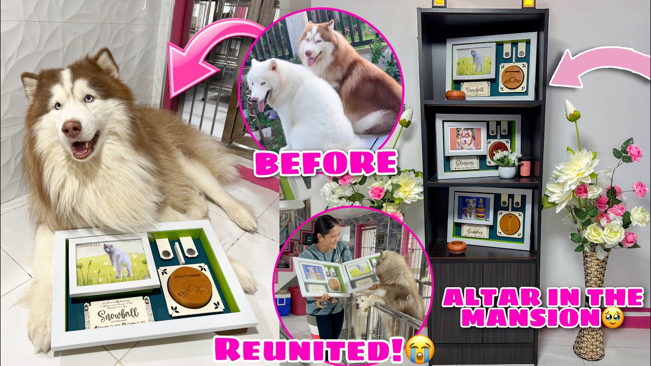 Snowball’s FINALLY Inside The Mansion! | REUNITED WITH THE PACK ...