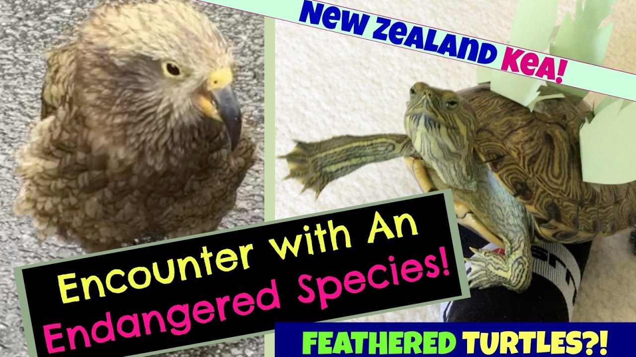 Turtle Adventures: Encounter with an Endangered Species: New Zealand ...