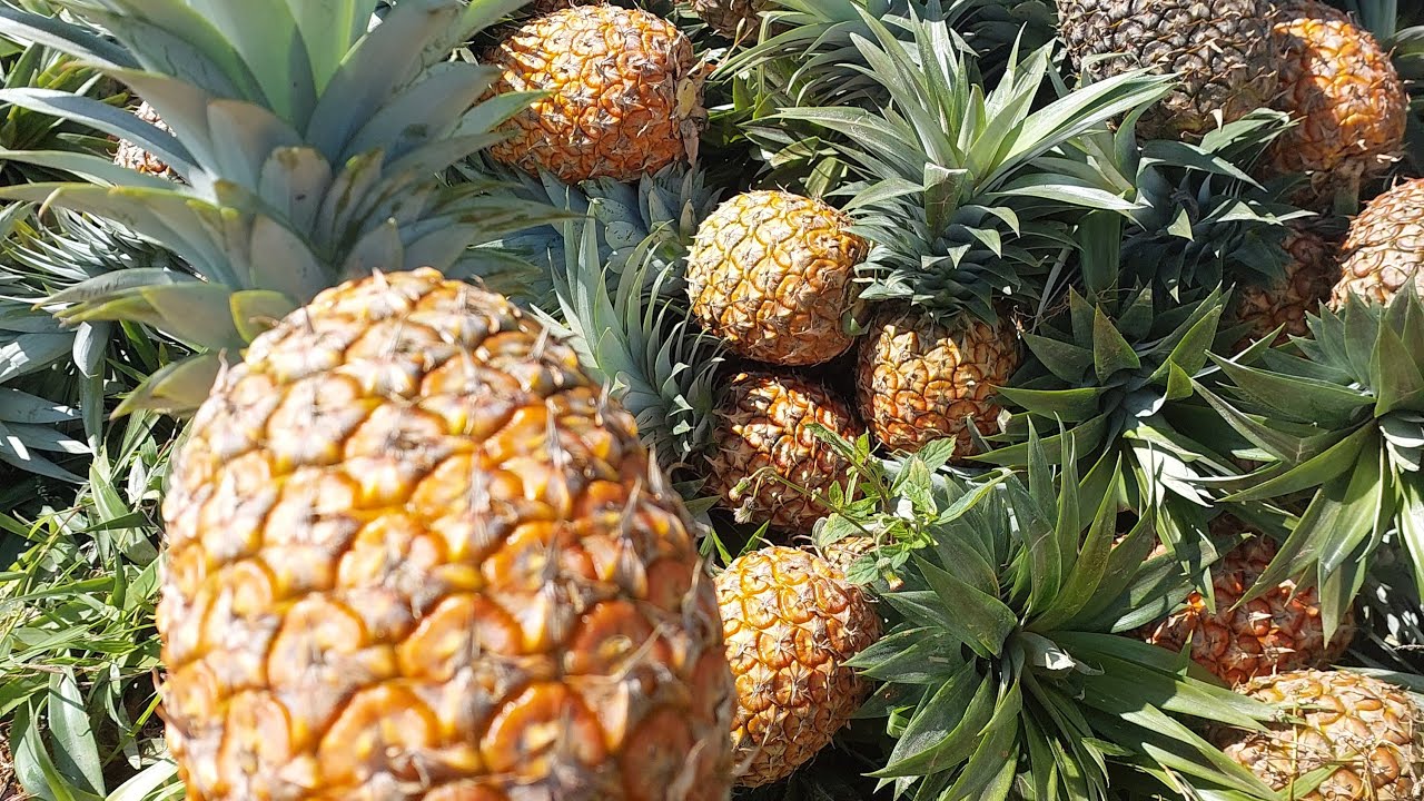 Harvest ng Pinya || Magkano ang Presyo ng Pinya dito sa Probinsya ...