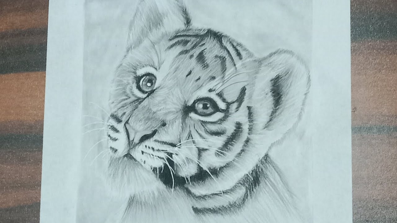 how to draw tiger cub # tiger cub drowing # 💯 charcoal pencil shading ...