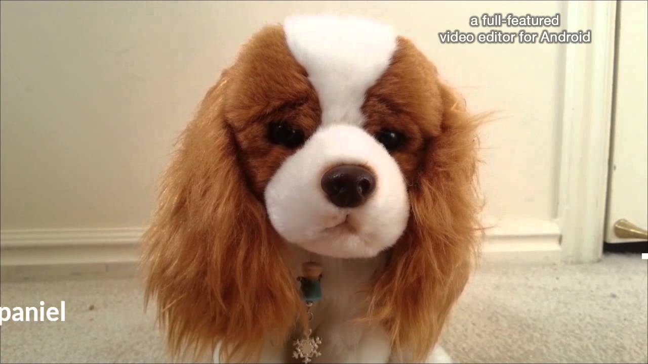 Webkinz Signature Collection [January 2015] - YouTube